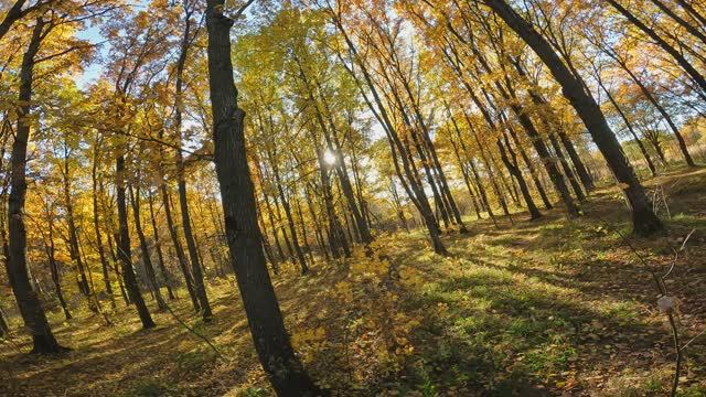 Веломаршрут Санкт-Петербург Шунгеровский Лесопарк Осень 2024 Часть 1