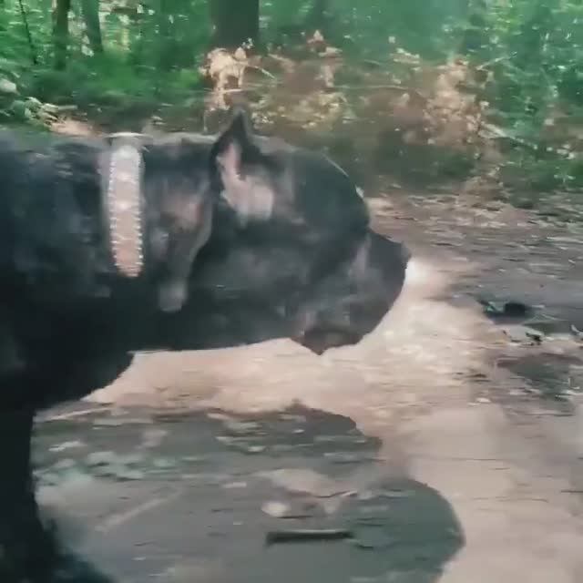 кане-корсо летняя прогулка в лесу