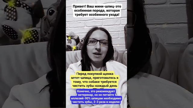 перед покупкой шпица