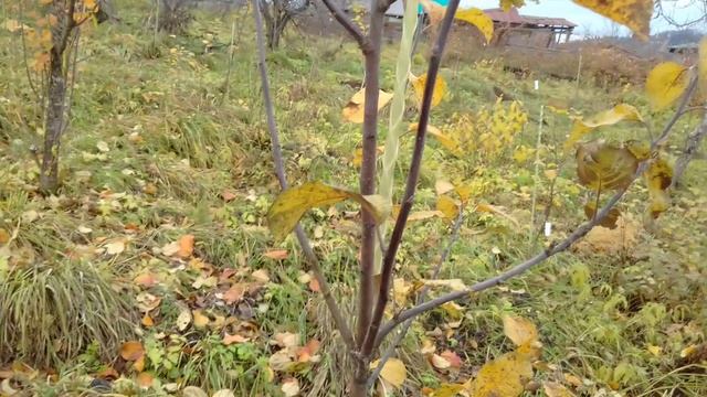 Задел на будущее, как формировать крону плодовых.