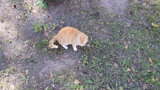 Рыжий котэ.mp4