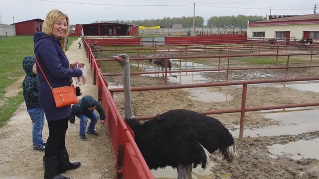 страусиная ферма