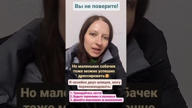 маленькие собачки