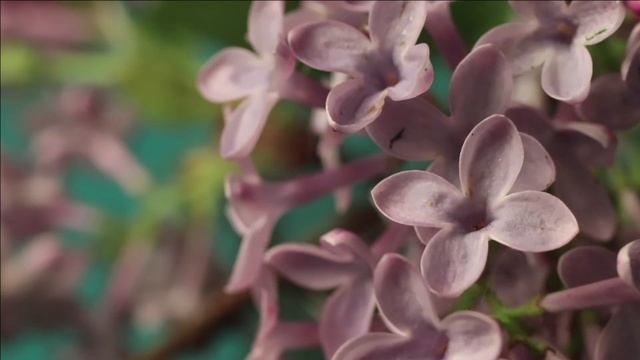 Цветотерапия - целительные кадры цветов с пением птиц