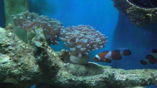 Часть 24 Ночная жизнь в морском аквариуме