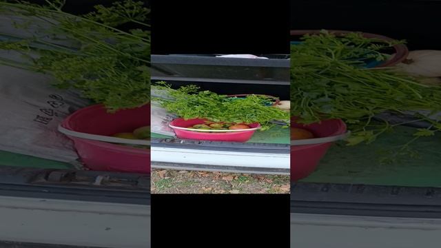 Искали грибы а нашли недособранные кабачки в поле