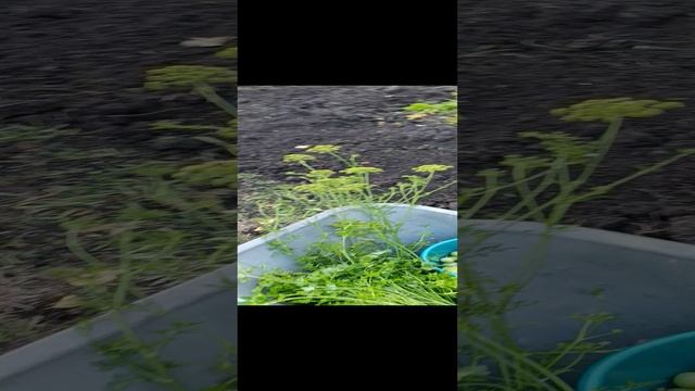 19 октября собираем последний урожай