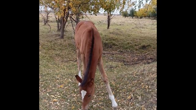 Жеребенок.) 🐴 Забавные приключения жеребенка Марии: прекрасные моменты! 🌼