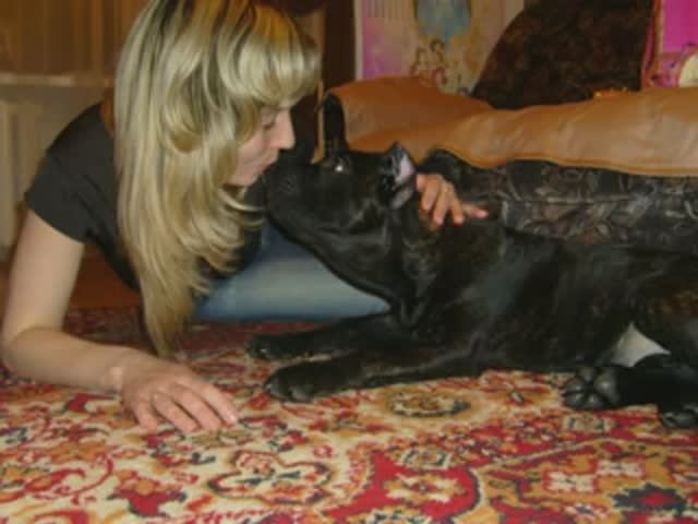 кане-корсо до 9 месяцев