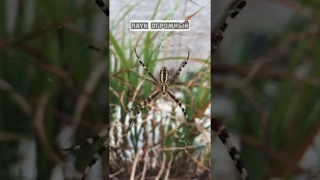 РАБОТА В КОРЕЕ. ПЕРЕЕЗД НА ОСТРОВ. ДЕНЬ 19