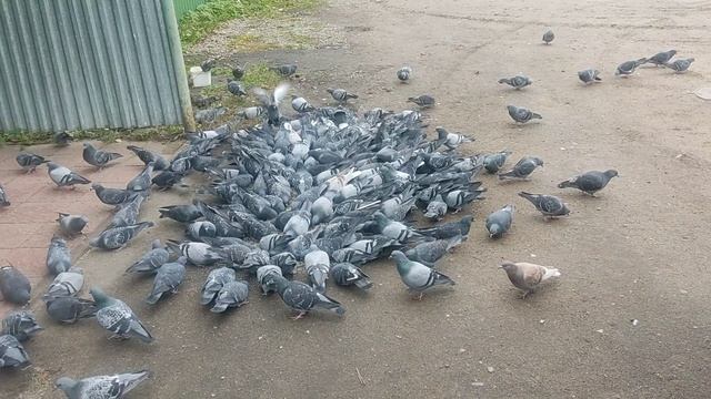 Много голубей - голуби кушают. Мир птиц