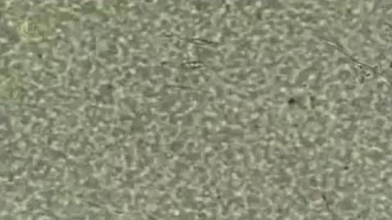 Физика. Броуновское движение