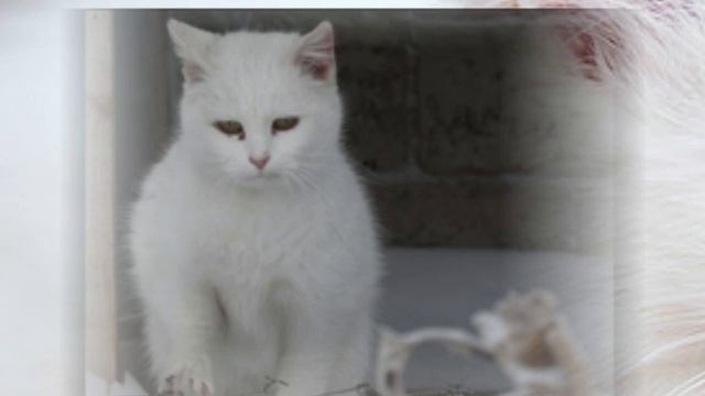 Я уходил-Николай Берег -