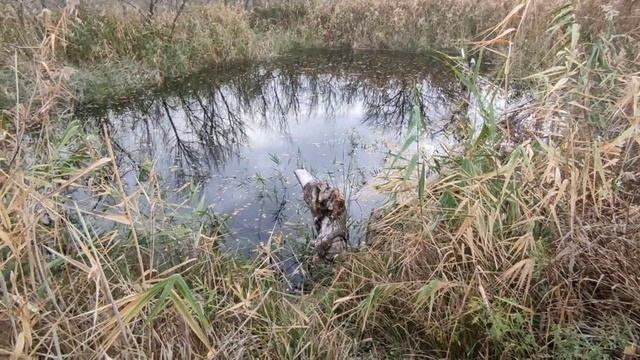 Айдар Марченко осень