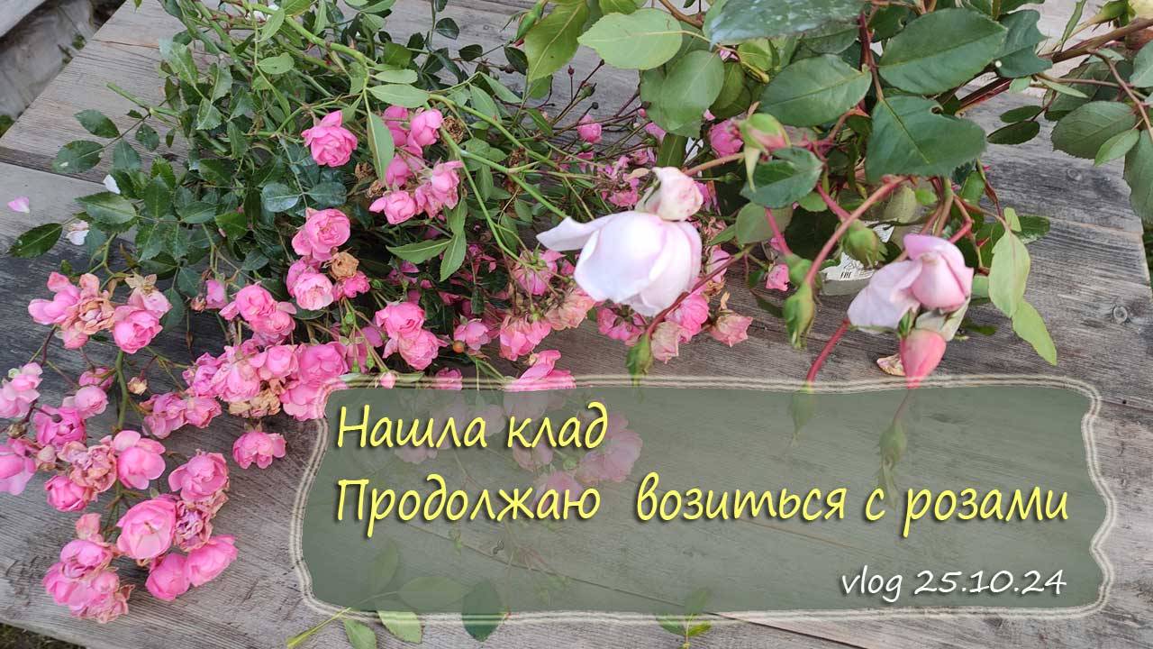 Нашла клад. Мульчирую гортензии и продолжаю готовить розы к зиме| Vlog  Дача как есть 25.10.2024