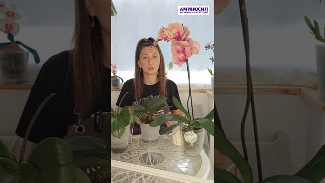 Как подготовить орхидеи к сезону цветения