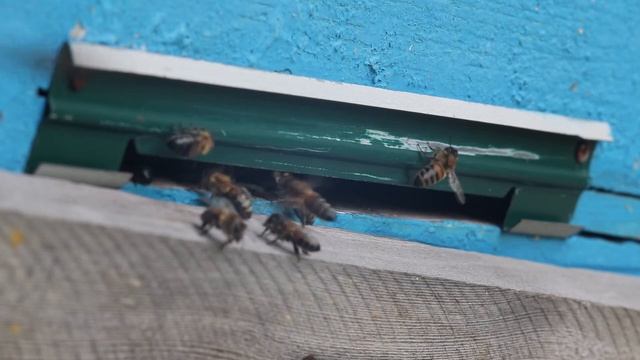 Пчелы активно носят нектар и пыльцу. Рой уже не слетит