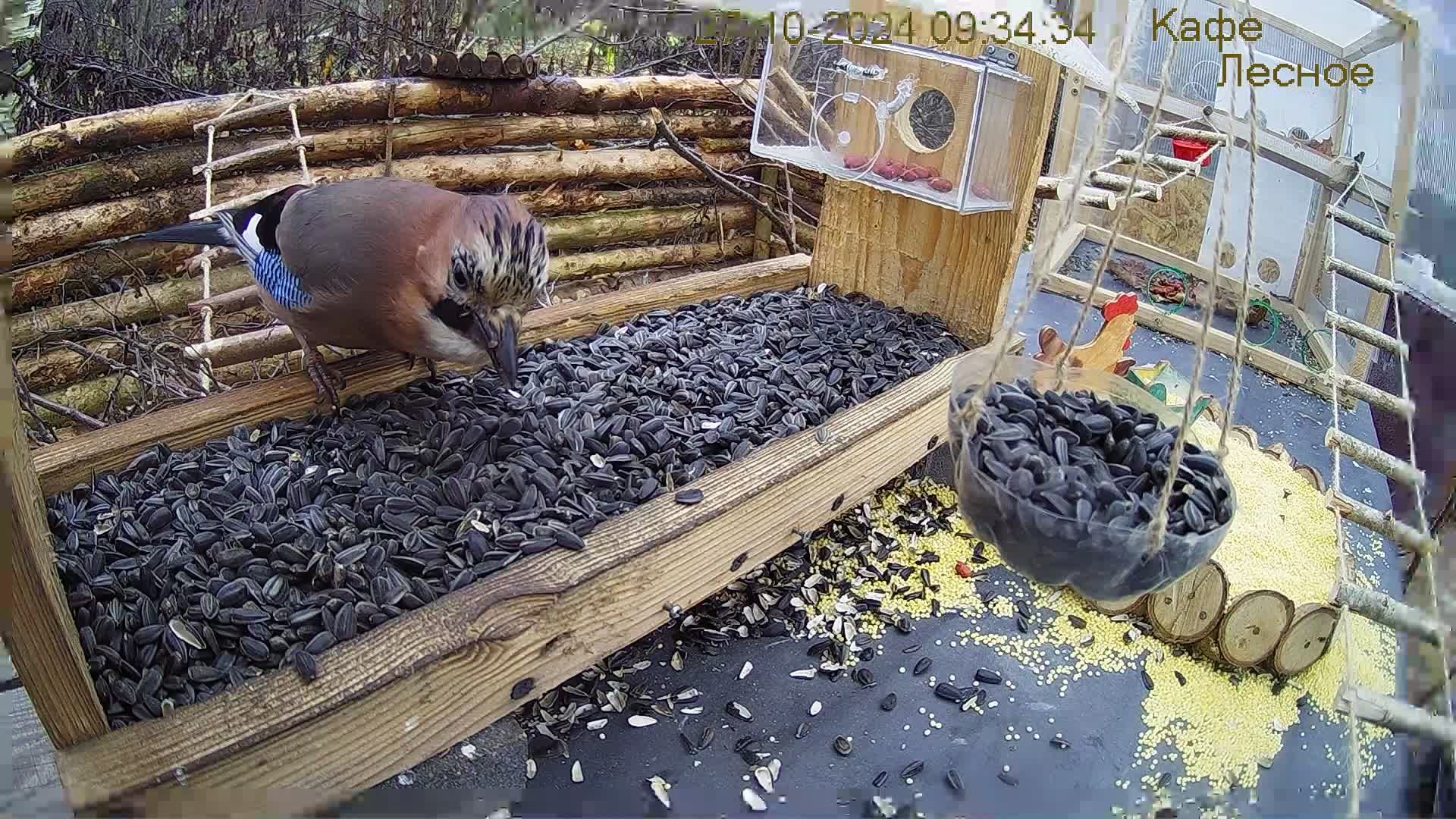 Добро пожаловать в "Кафе  Лесное"! #Relaxing #природа #звуки леса #звуки дождя