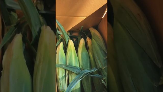 РАБОТА В КОРЕЕ. СБОР КУКУРУЗЫ. ДЕНЬ 3