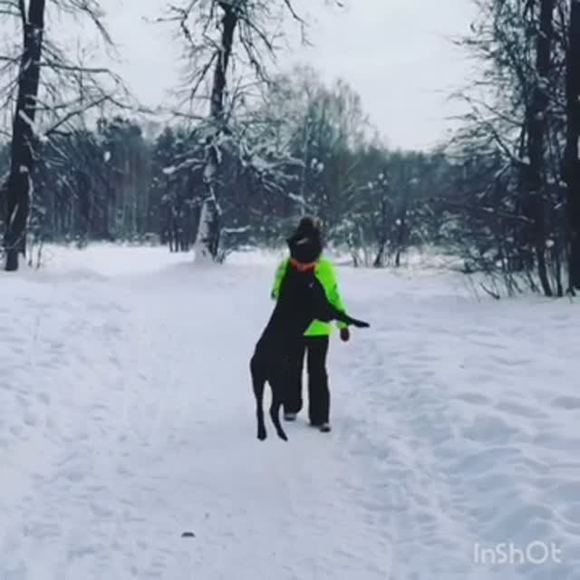 кане-корсо ловим палку