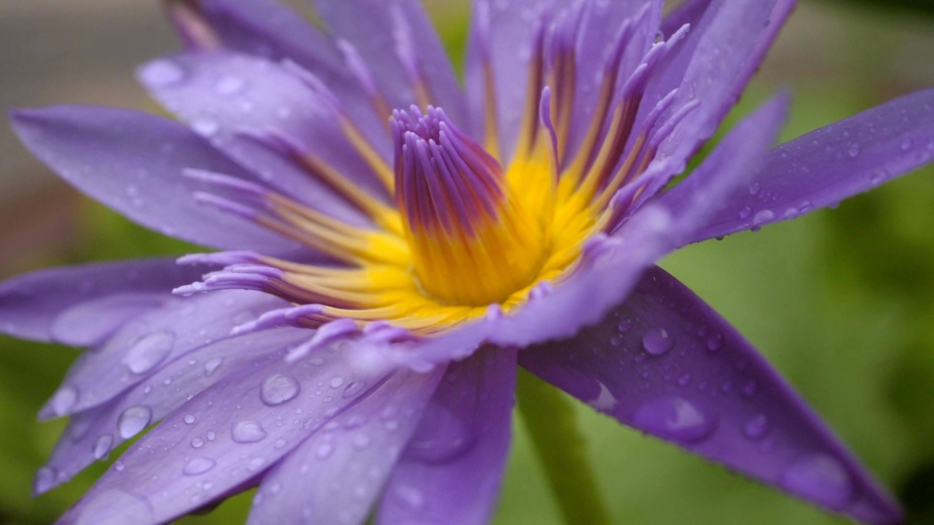 Рыцари Любви