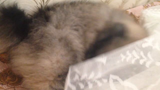 Маленький шпиц Маркус играет на кровати