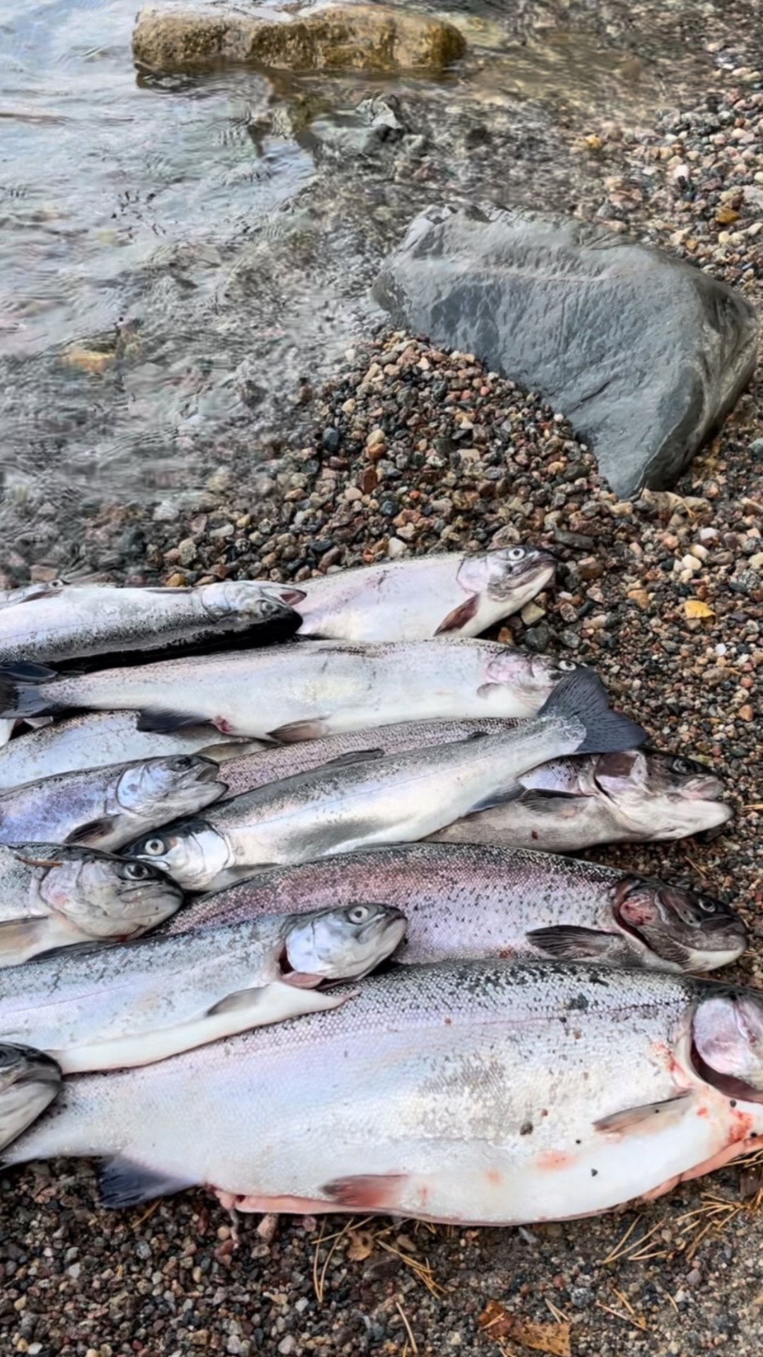 КАРЕЛЬСКАЯ ФОРЕЛЬ И ПОТРЯСАЮЩАЯ ПРИРОДА