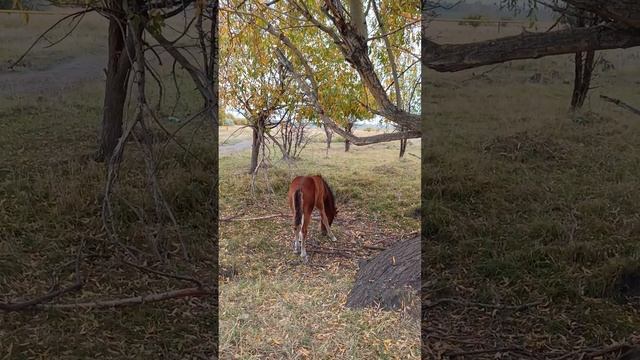 🐴 Забавные приключения жеребенка Марии: прекрасные моменты! 🌼11