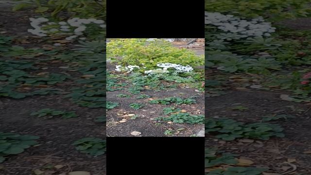 Посадили родители на прошлых выходних клубнику