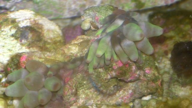 Часть 28 Актиния делится