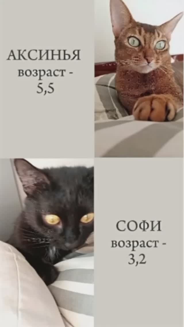 СОФИ (черная) возраст -3,2 АКСИНЬЯ (абиссинка) возраст -5,5