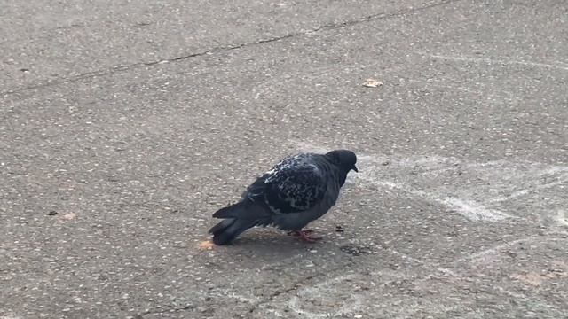 Pigeon in the park cleans feathers