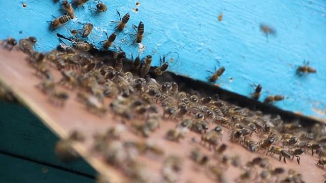 Релакс голосом сибирской пчелы