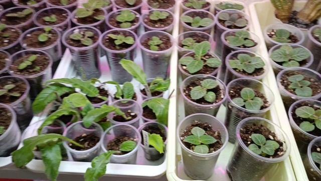 глоксиниевые ясли