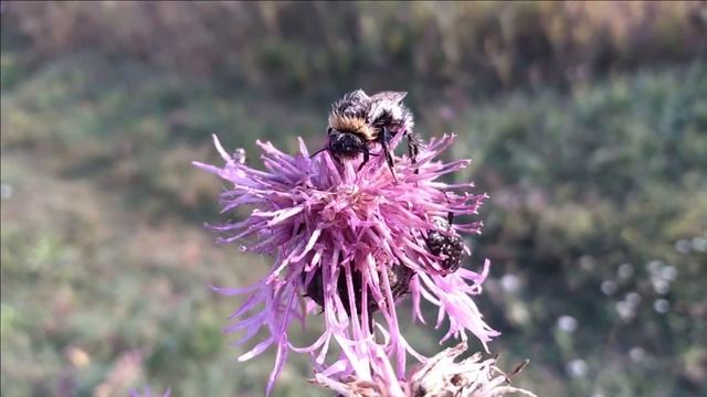 Мои лесные, деревенские гости