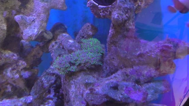 Часть 18 Запуск улиток в морской аквариум