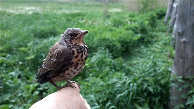 Репортаж из гнёзд дроздов | Подросшие птенцы