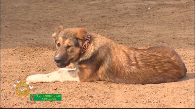 Туркменский алабай - наследие предков