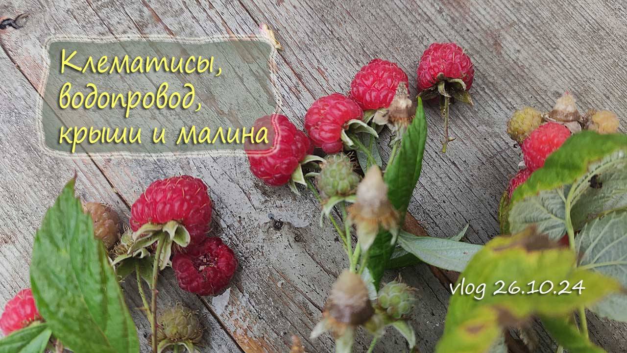 Укрываю клематисы, снимаю крыши, убираю водопровод и последняя малина|Vlog  Дача как есть 25.10.24