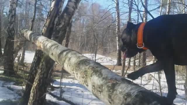 кане-корсо на бревне