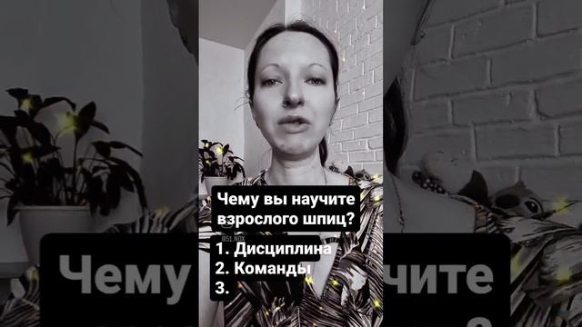 дрессировка шпицев