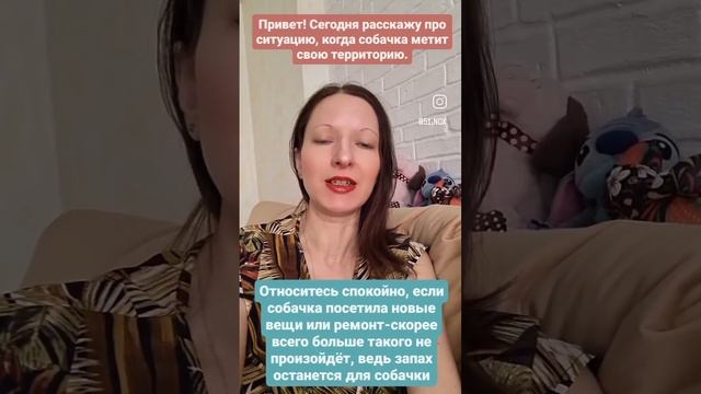 если собачка метит