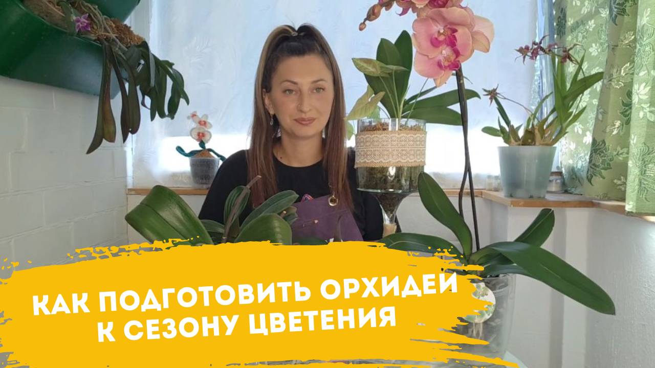 Как подготовить орхидеи к сезону цветения