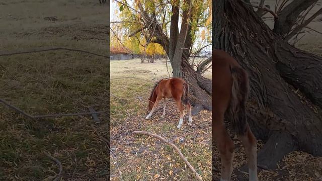 🐴 Забавные приключения жеребенка Марии: прекрасные моменты! 🌼12