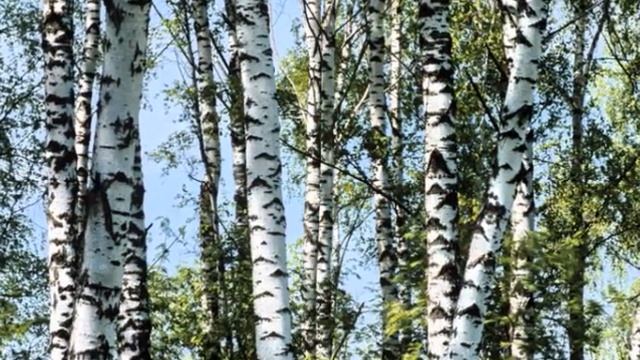 Во поле берёза стояла. Русская народная песня. Славянская культура.