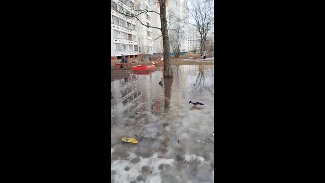 Ворона  купается в луже | A crow bathes in a puddle