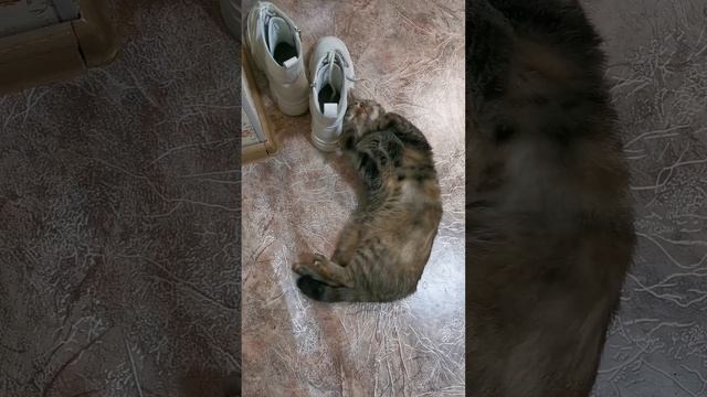 2024г. Слива. Я готов целовать песок. Ф