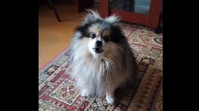 Шпиц Маркус ругается | Pomeranian Marcus swears