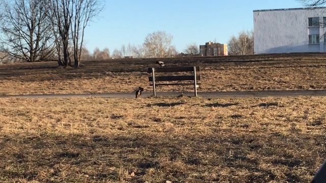 Собака и ворона играют в парке | Dog and crow play in the park