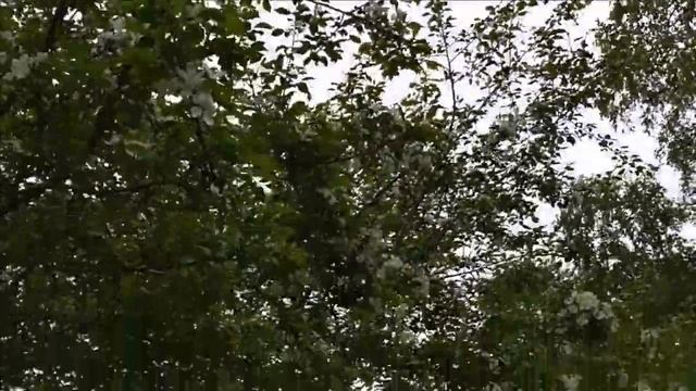 Лето пришло в Сибирь. Summer has come to Siberia